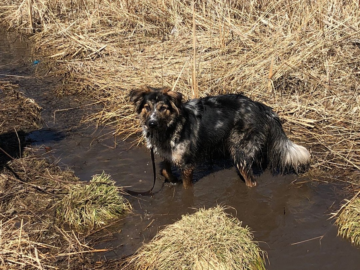 11 Things You Should Know About The Australian Shepherd Blue Heeler Mix 11 Things You Should Know About The Australian Shepherd Blue Heeler Mix